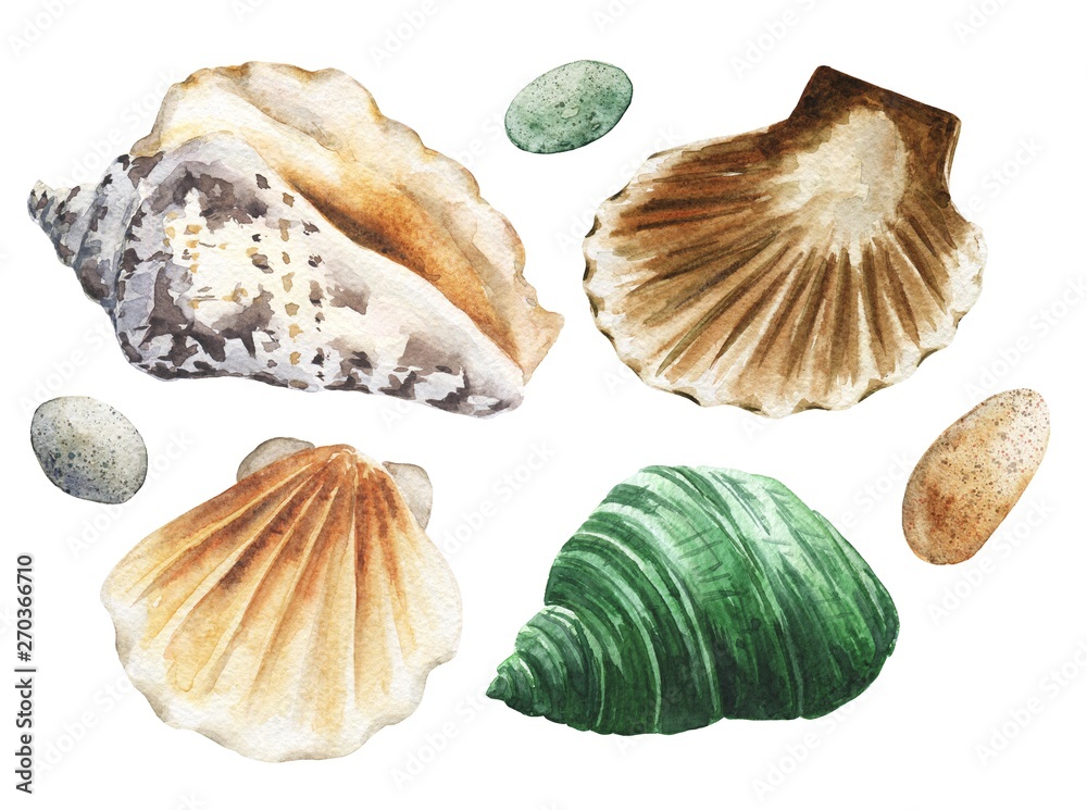 Hand drawn watercolor seashells set isolated on white background ...