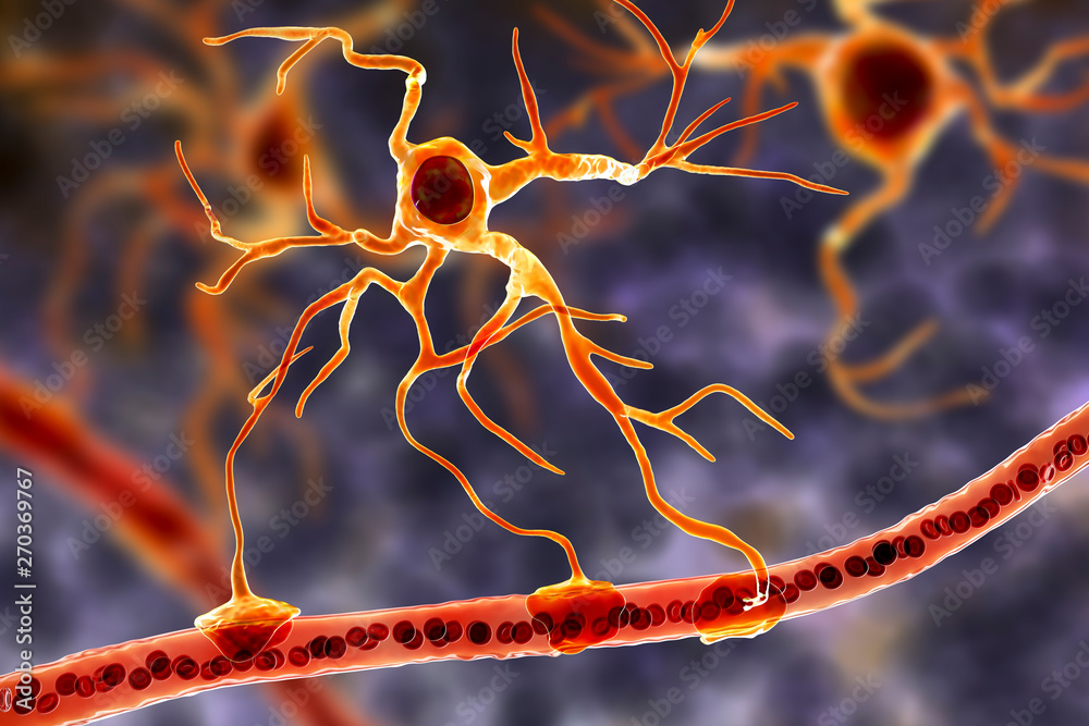 Astrocyte and blood vessel, 3D illustration. Astrocytes, brain glial ...