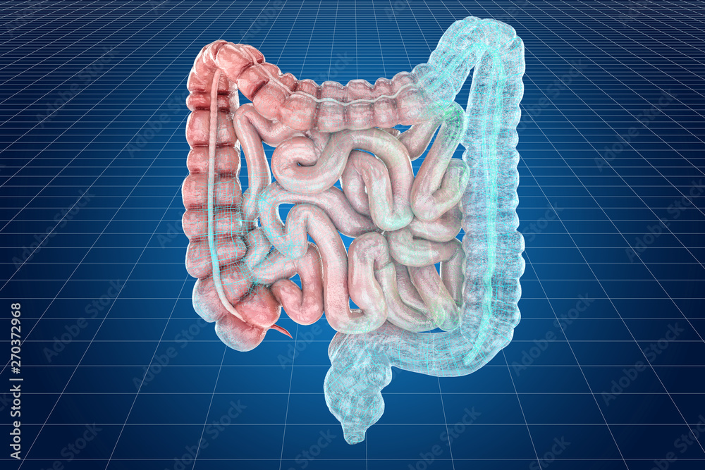 Poster Visualization 3d cad model of human bowel, 3D rendering – Wall ...