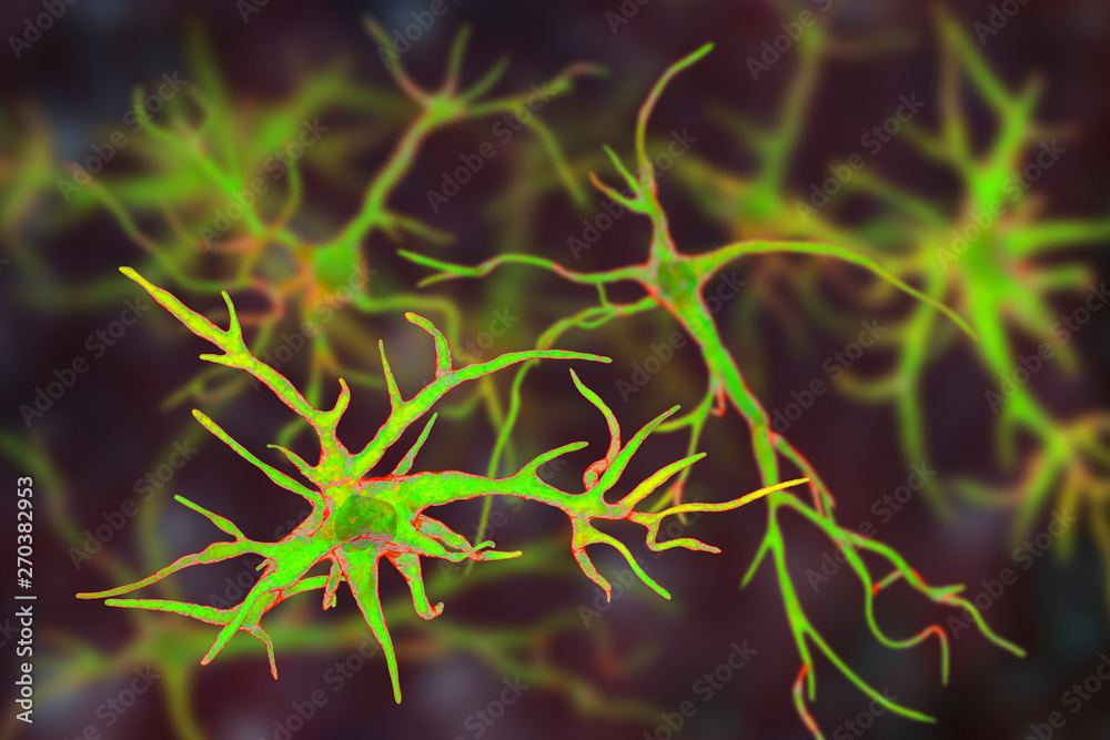 Astrocytes, brain glial cells, 3D illustration. Astrocytes, also known ...