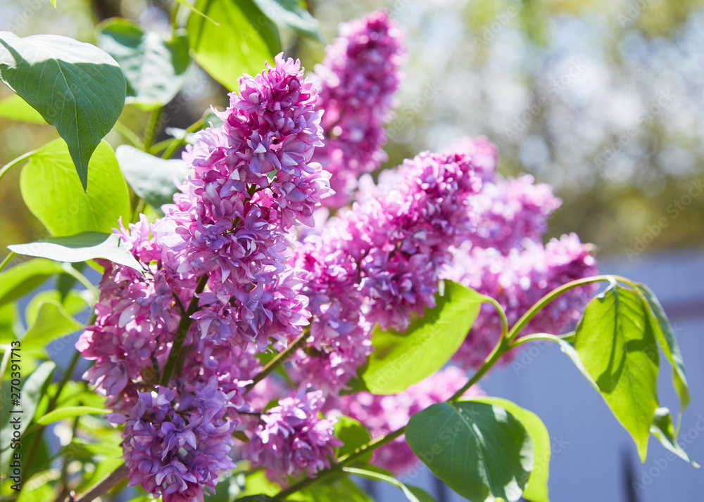 Lilac Bush Wallpaper