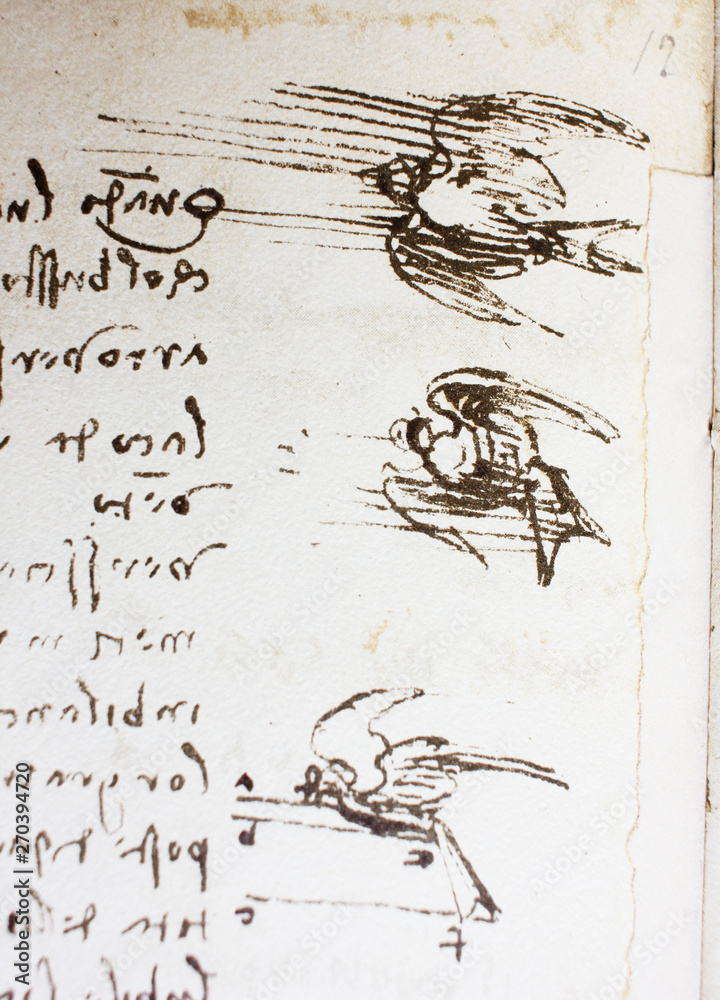 Bird, dove, mechanism of flight in the vintage book Manuscripts of ...
