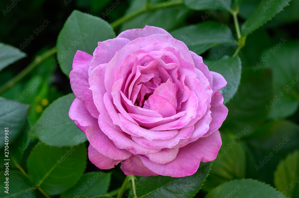 Neptune Rose