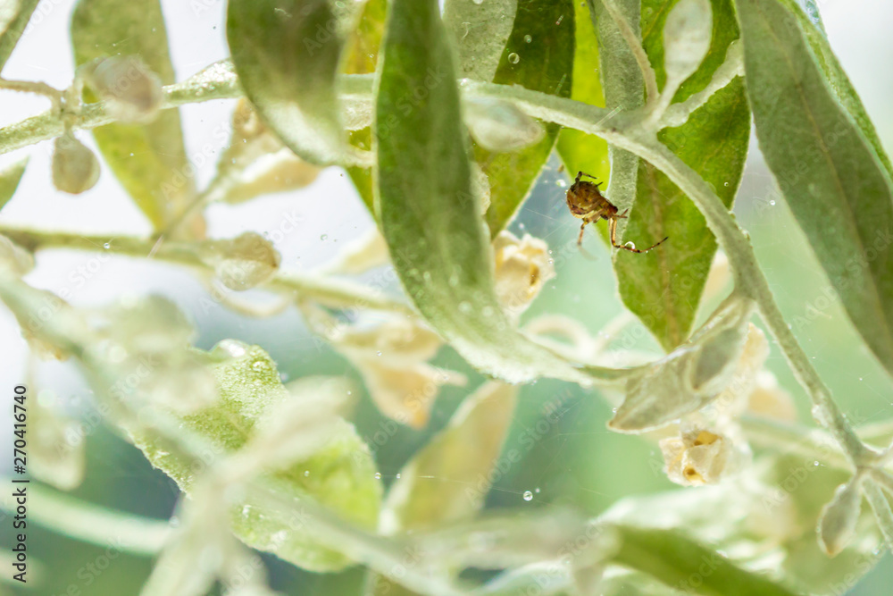 tiny spider wrapped in spindle tree leaves and Tiny spider repair its ...
