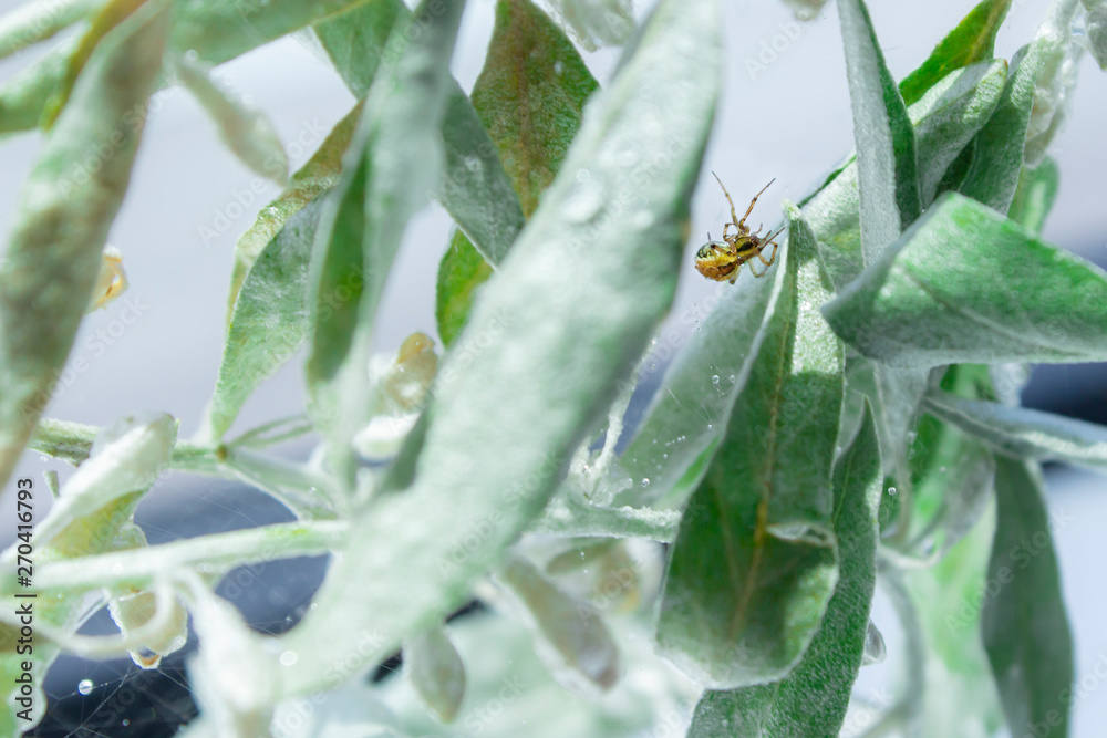 tiny spider wrapped in spindle tree leaves and Tiny spider repair its ...
