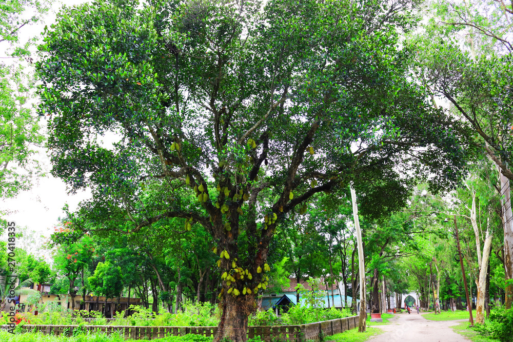 Jackfruit on tree. Huge jack fruit gowing in tree.jackfruit fruits ...