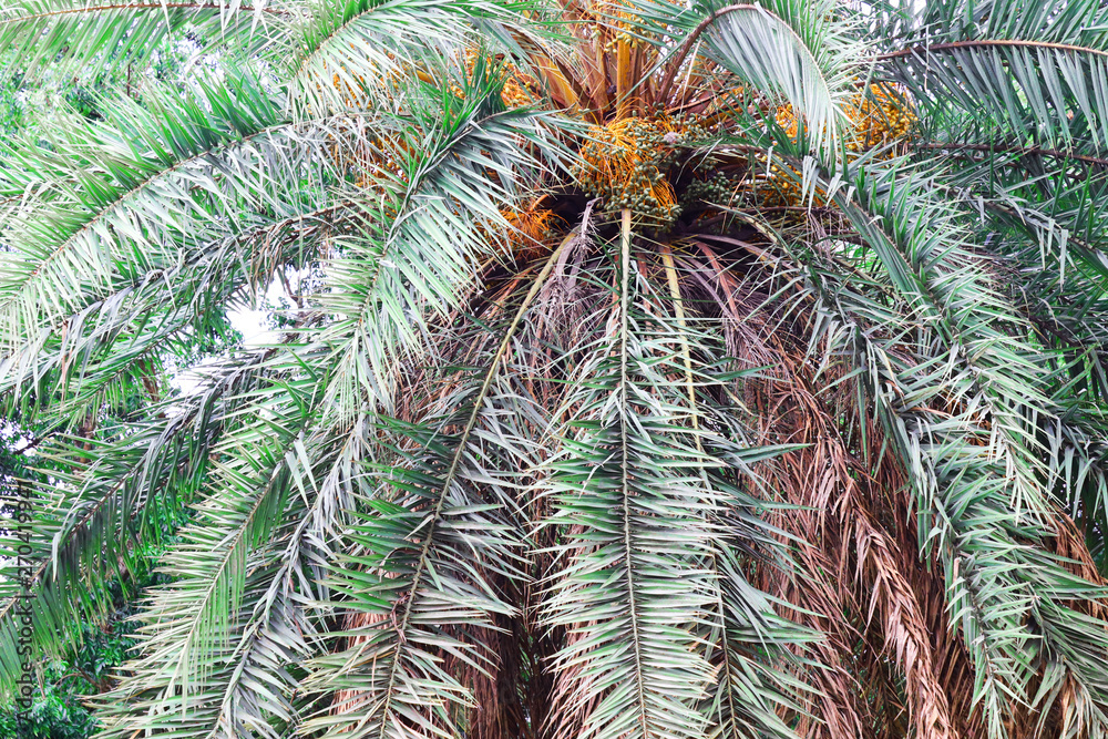 Date on palm tree Green beautiful. Long Trunk Date Palm Tree.Dates on a ...