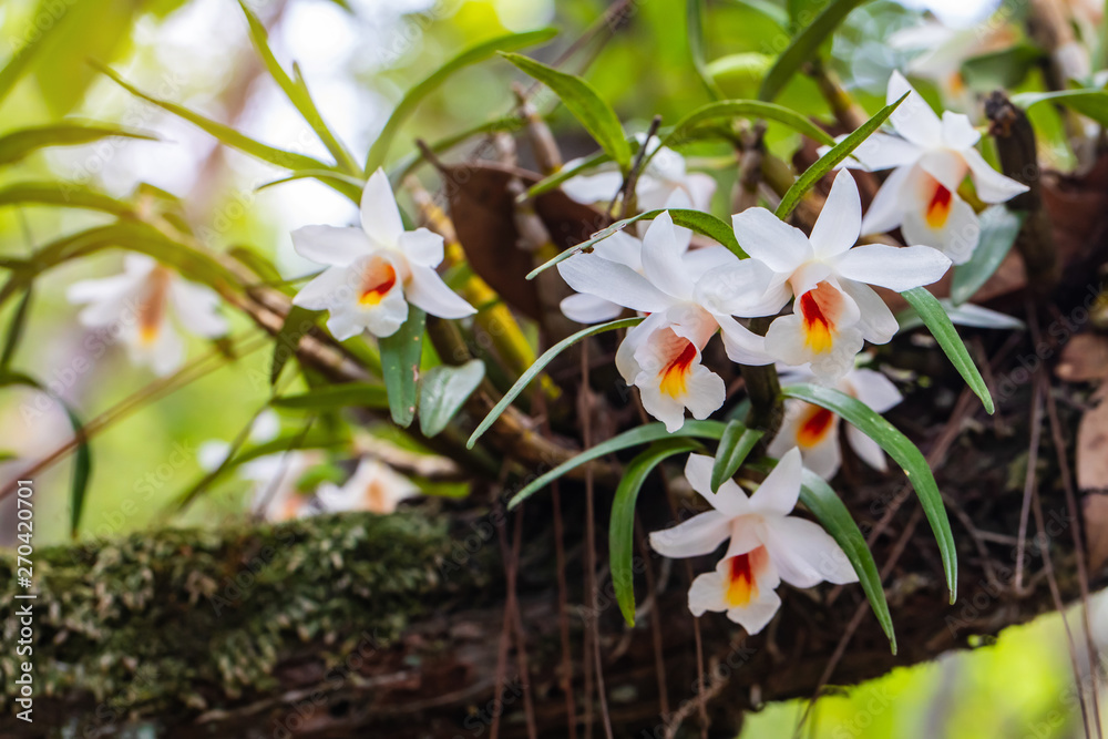 Dendrobium fuerstenbergianum Schltr., Beautiful rare wild orchids in ...