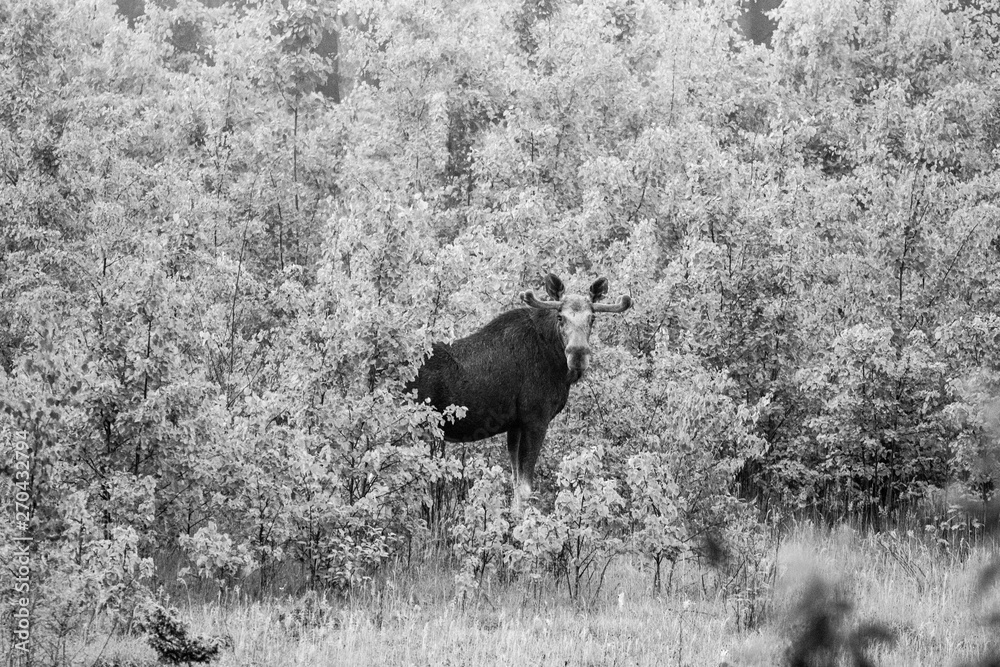 European moose in the middle of the primeval forest. Male moose in ...