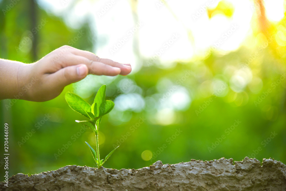 Planting trees, loving the environment and protecting nature Nourishing ...