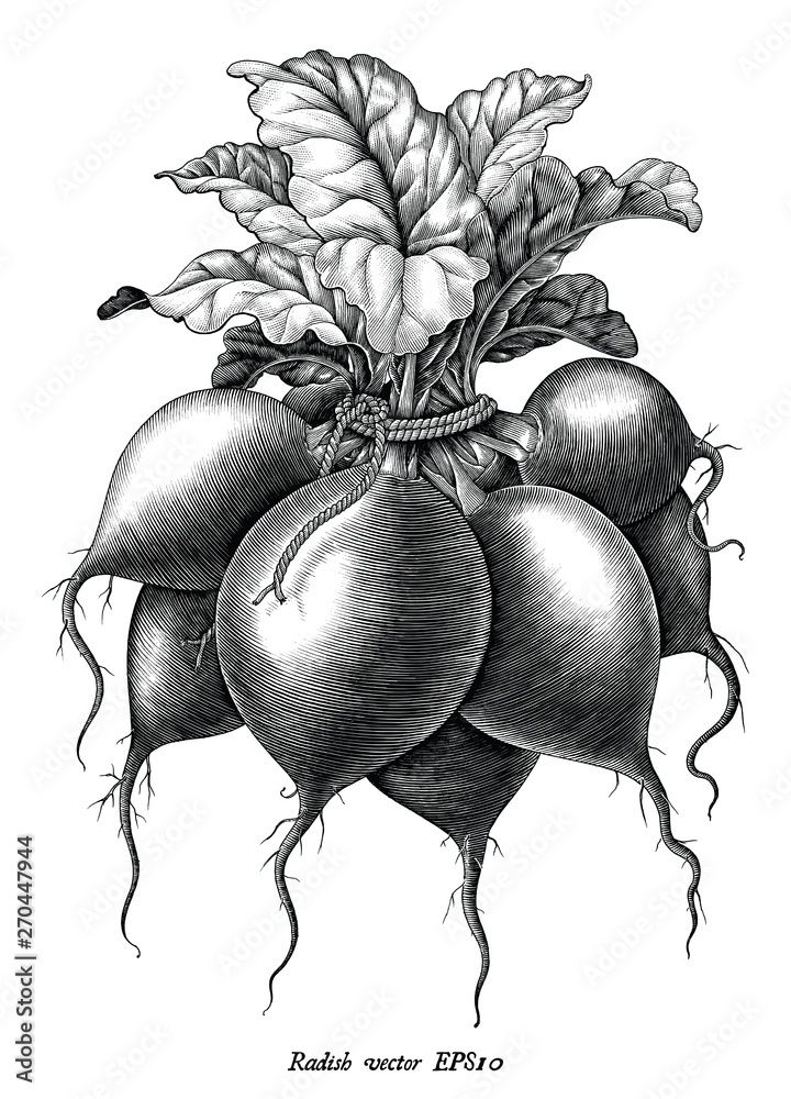 Antique engraving illustration of radish hand draw vintage style black ...