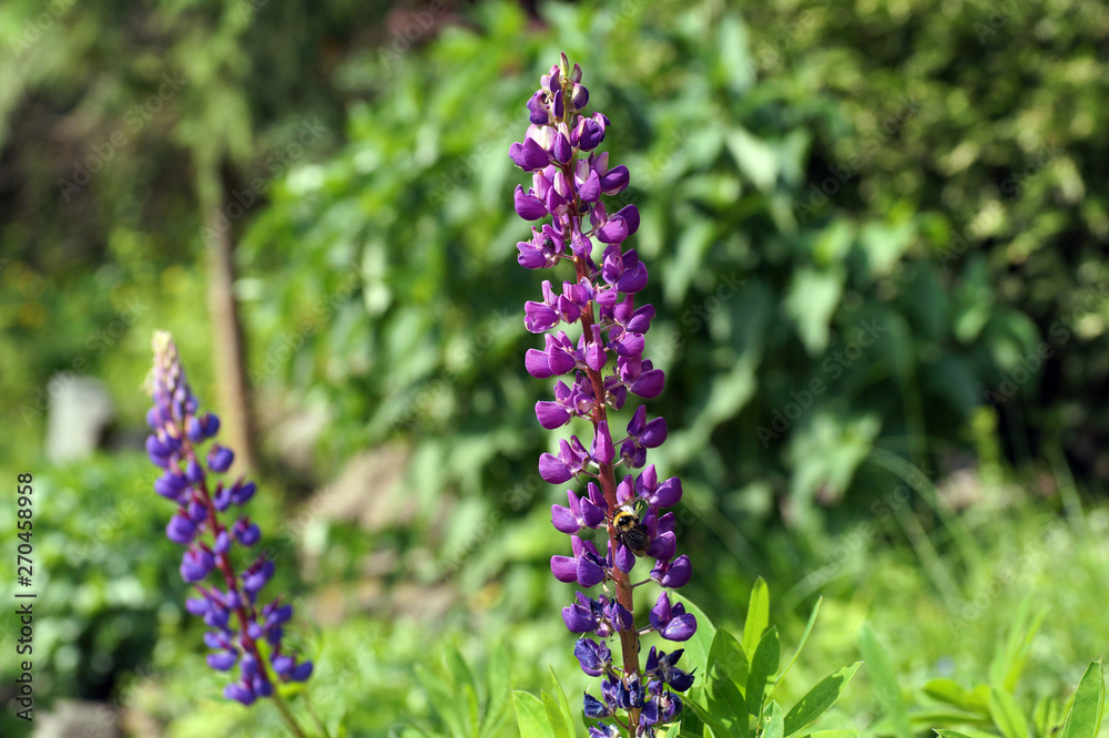 Lupinus, commonly known as lupin or lupine, is a genus of flowering ...
