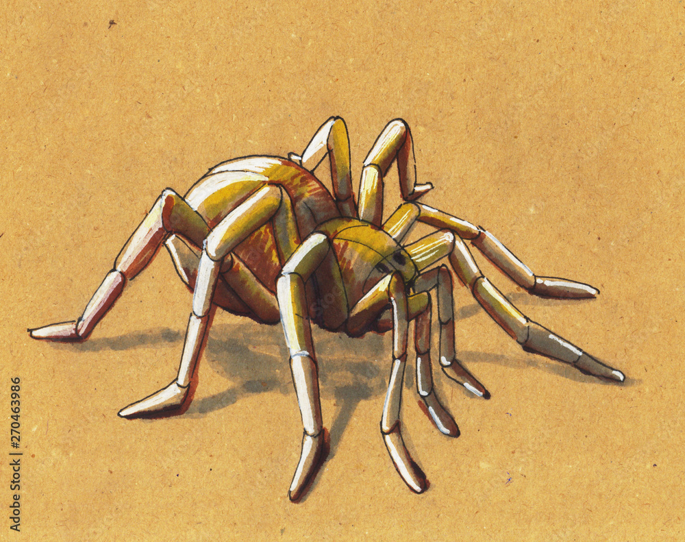 spider tarantula, freehand drawing with markers on kraft paper Stock ...