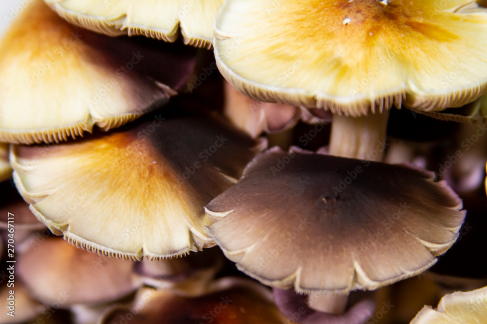 Golden Teacher Psilocybe Cubensis Magic Mushrooms Stock Photo | Adobe Stock