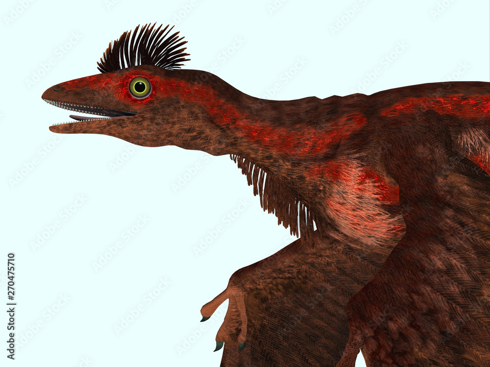 Microraptor Dinosaur Head - Microraptor was a carnivorous flying ...