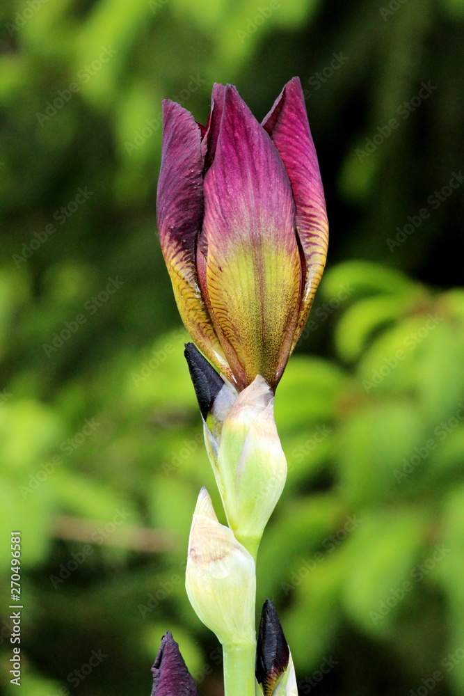 Single Closed Flower Bud