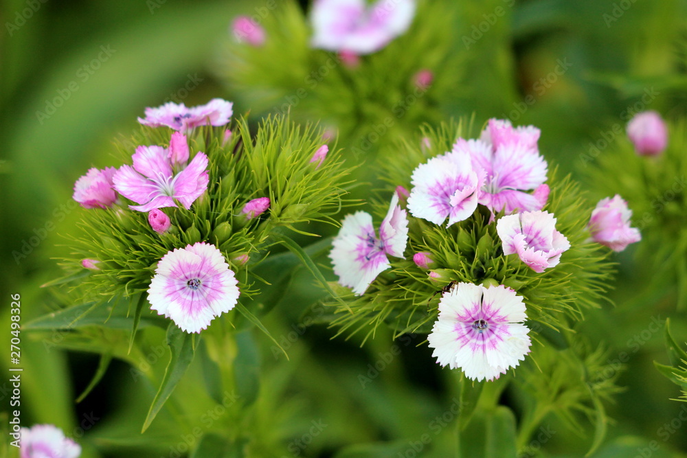 Dianthus Barbatus Leaf