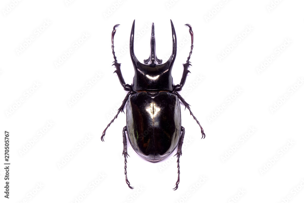Atlas beetle (Scientific name : Chalcosoma atlas) , famous exotic pets ...
