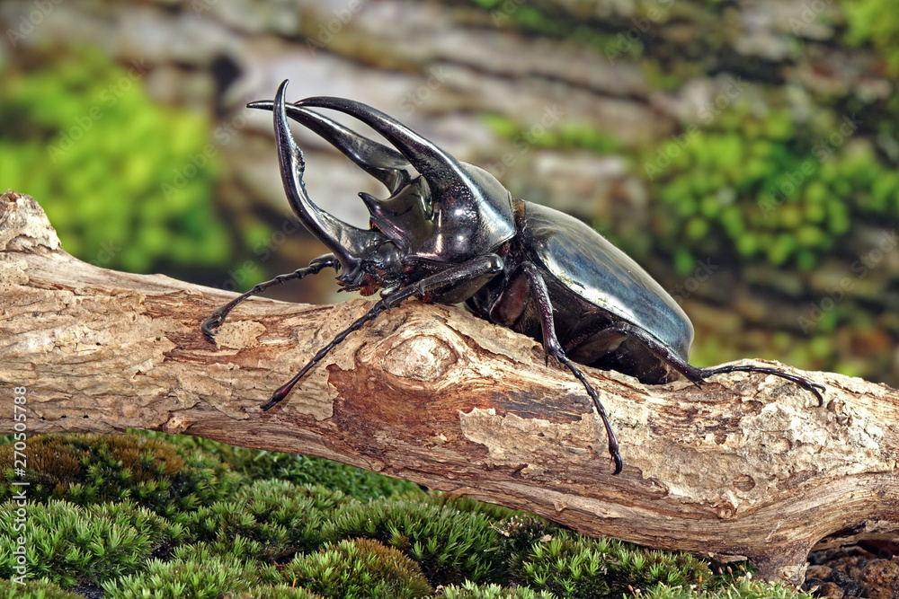 Atlas beetle (Scientific name : Chalcosoma atlas) , famous exotic pets ...