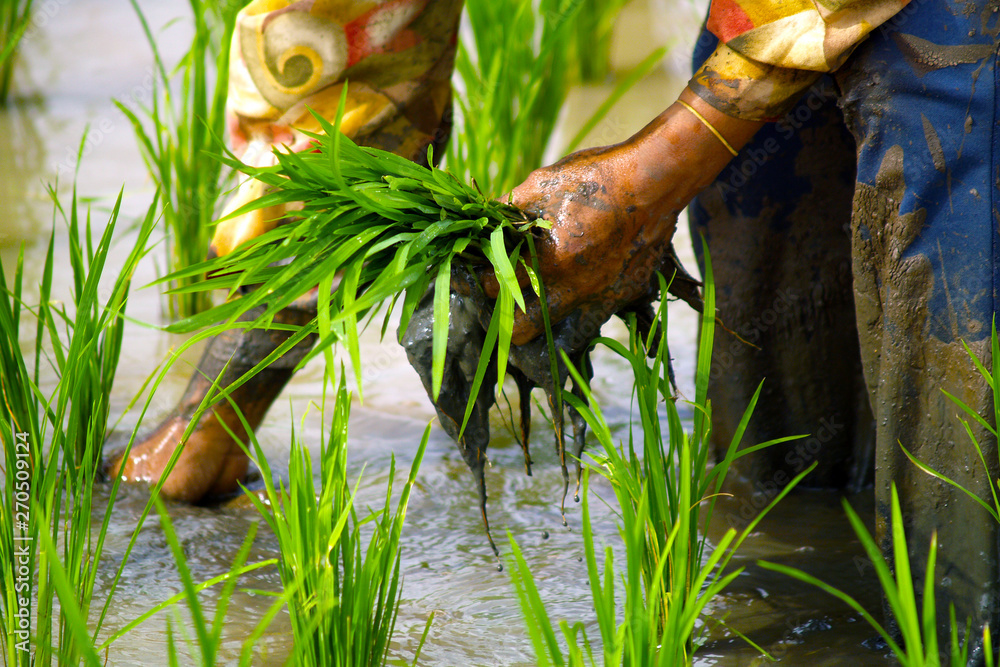Rice worker ,planting rice in rice field Stock Photo | Adobe Stock