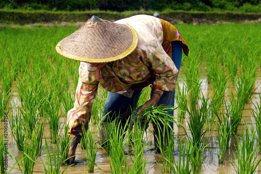Rice worker ,planting rice in rice field Stock Photo | Adobe Stock