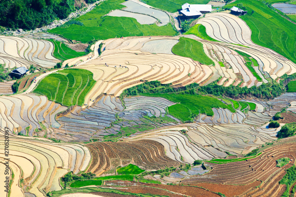 Watered rice terraces ready for harrowing and plowing, Mu Cang Chai ...