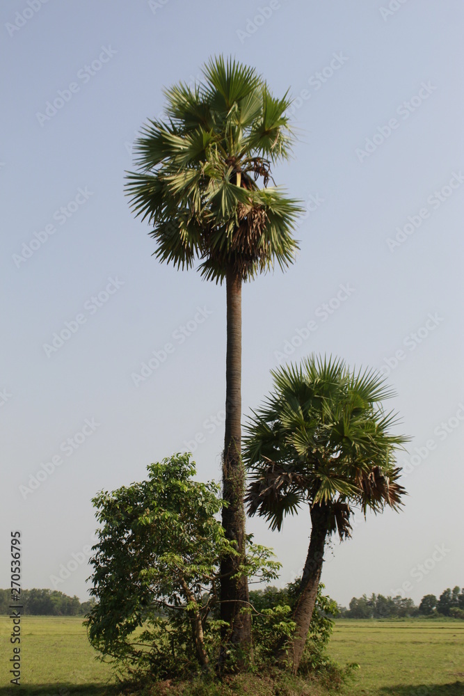 Indian Borassus flabellifer tree, commonly known as doub palm, palmyra ...