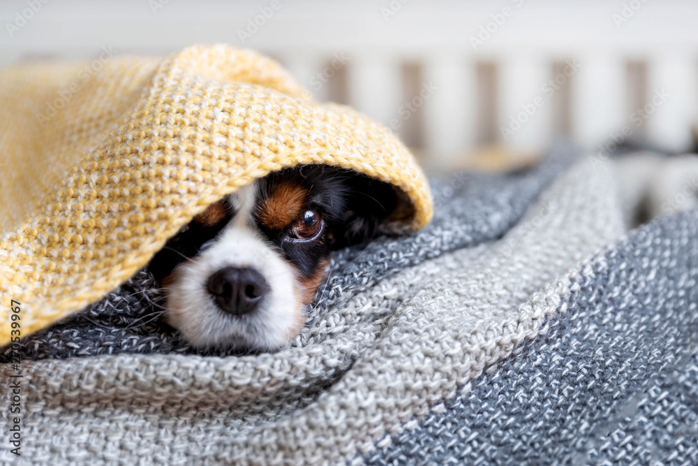Dog under the blanket Stock Photo | Adobe Stock