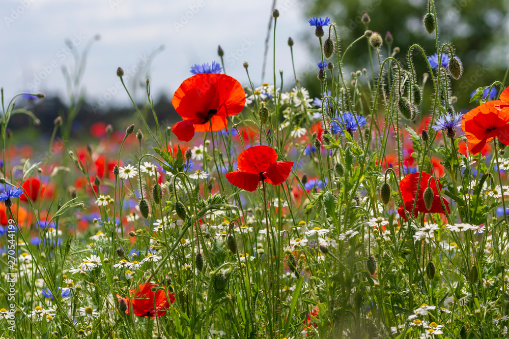 Mohnblumenwiese mit Kornblumen in der Sonne Stock Photo | Adobe Stock