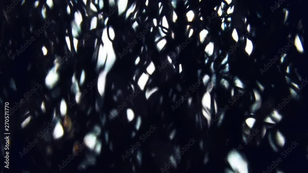 Vidéo Stock Scary alien forest. Dark mysterious burned forest landscape ...