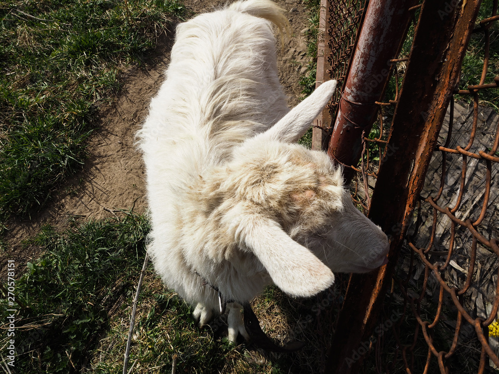 Goat behind the wire fence on the farm Stock Photo | Adobe Stock