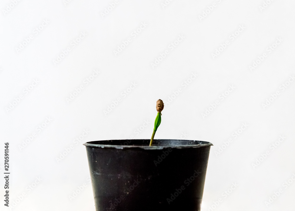 Pine sprout growing in a flower pot on white background Stock Photo ...