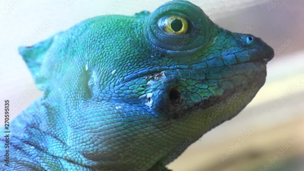 plumed basilisk (Basiliscus plumifrons), also called commonly green ...