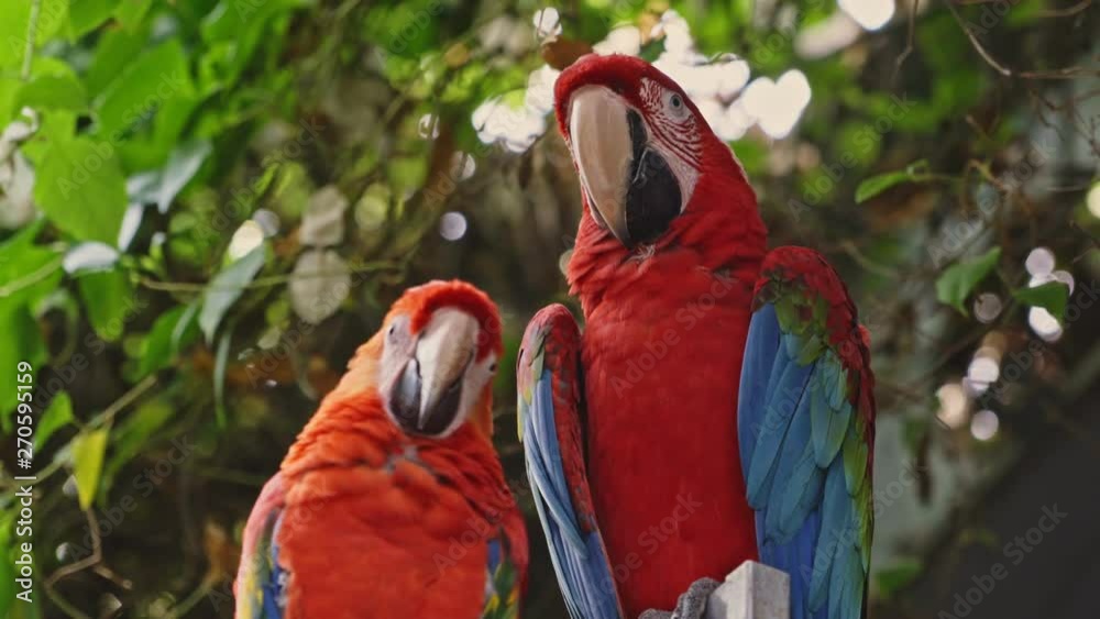 Parrots is a fine stock video that consists of footage of curious ...