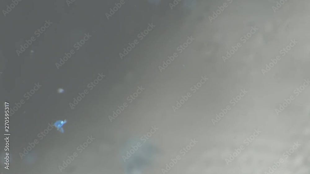 Stockvideon Small particles of plastic stick together in water in ...