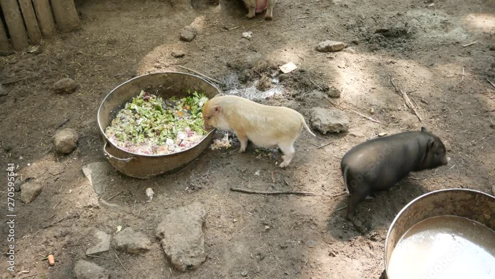 Stockvideon A black and white Vietnamese piglet is eating out of a ...