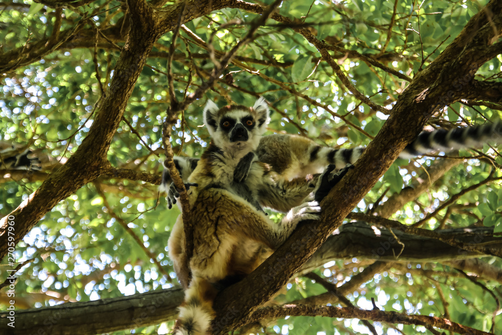 Portrait of the ring-tailed lemur Lemur catta aka King Julien in Anja ...