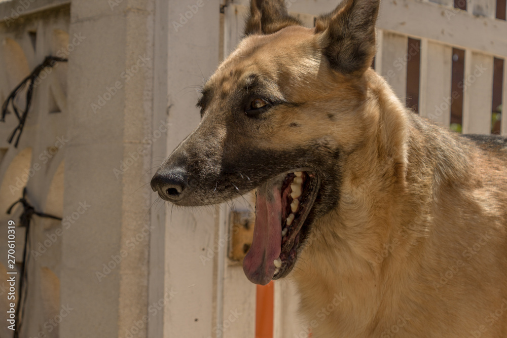 Perro pastor alemán bostezando Stock Photo | Adobe Stock