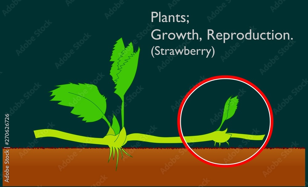 Strawberry reproductive system. Runners stages. Vegetative propagation ... Strawberry reproductive system. Runners stages. Vegetative propagation ...