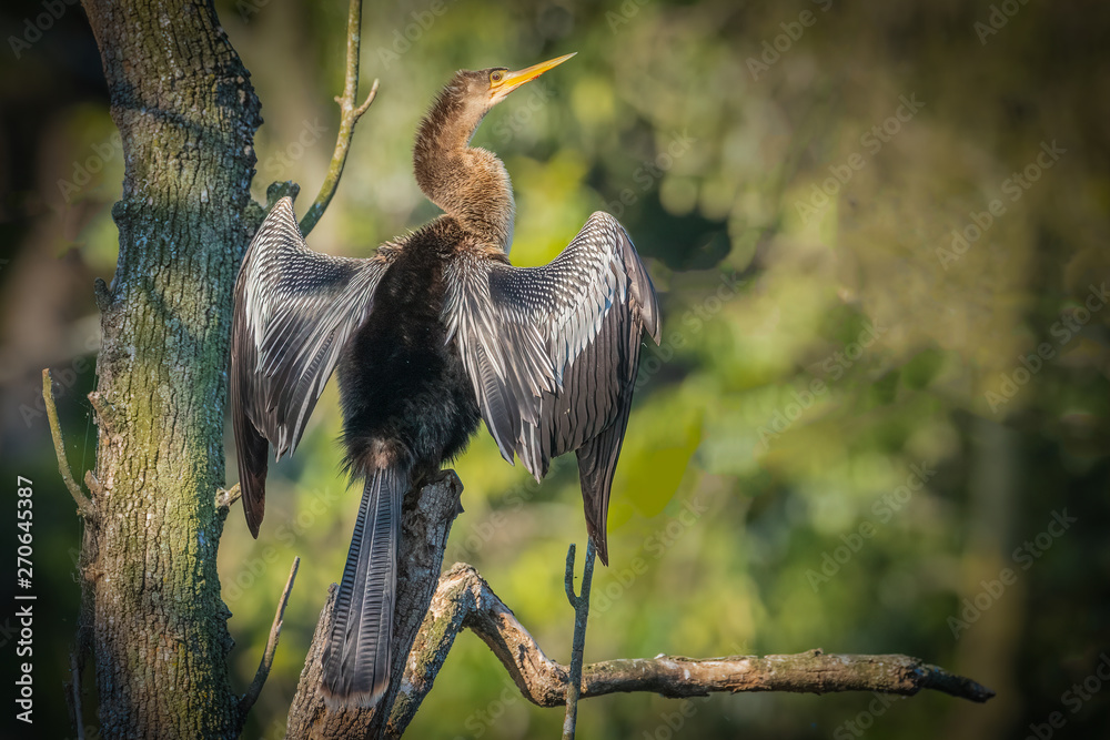 Foto de A female Anhinga (Anhinga anhinga) is drying her wings while ...