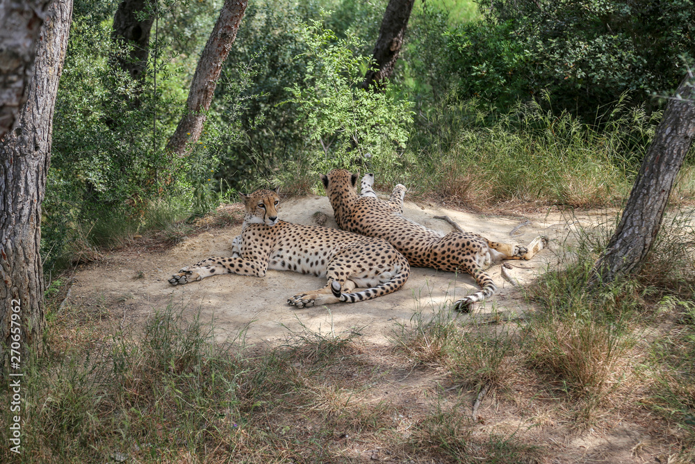 Leopards are in a safari-park Sizhan on the south of France. Stock ...
