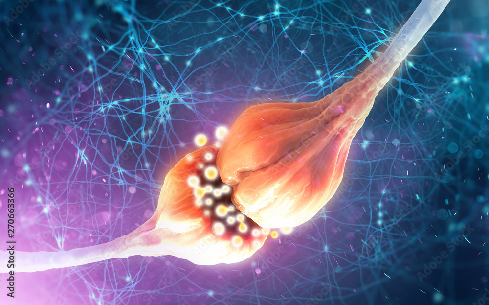 Synaptic transmission. Structure of a typical chemical synapse. 3D ...