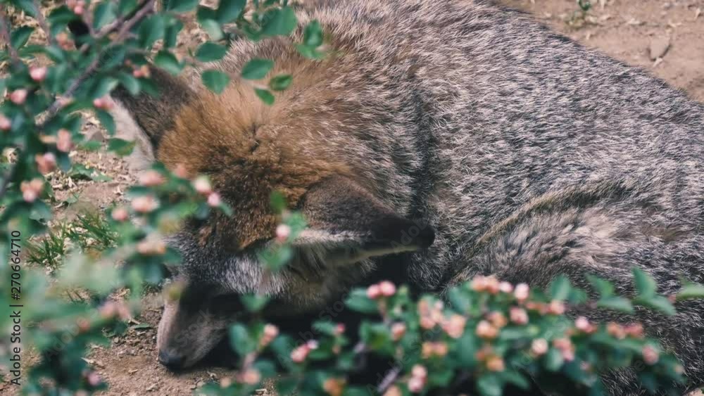 Wild Bat-eared fox lying in the bushes. Fox with big ears. Wild animal ...