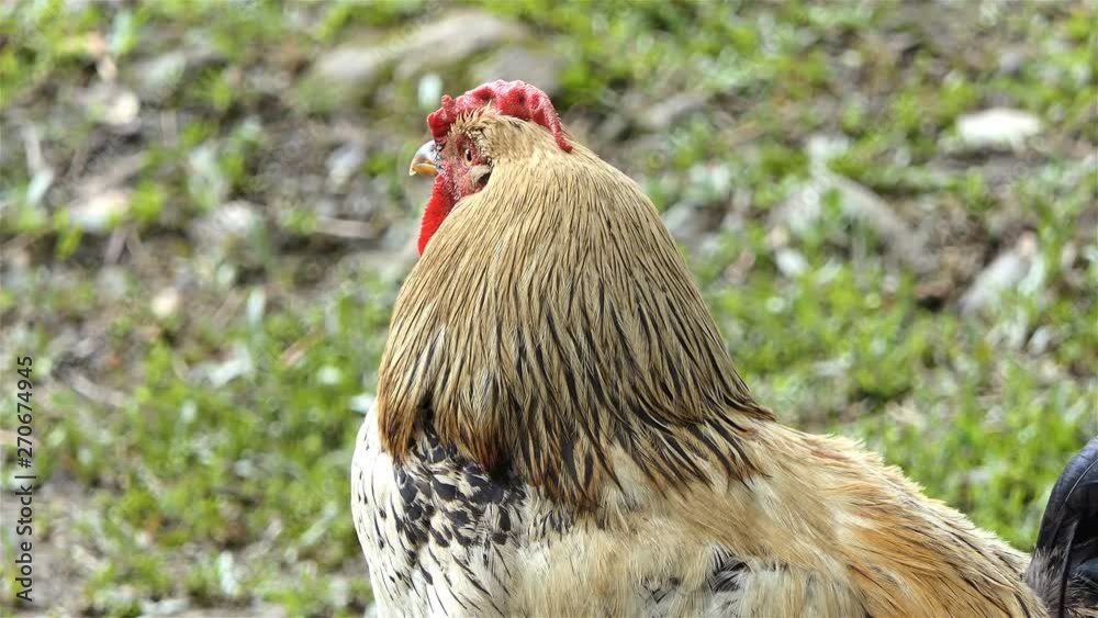 Vidéo Stock beautiful male rooster with smart eyes looking to the ...