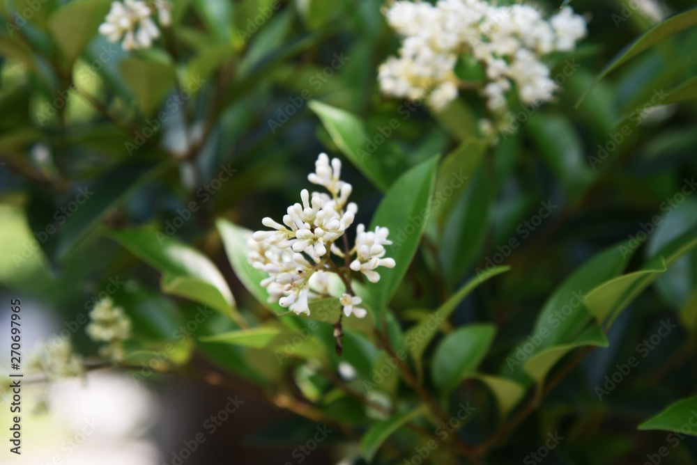 Ligustrum japonicum / Japanese privet Stock Photo | Adobe Stock