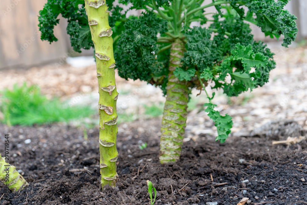 Kale stem growing out of the ground in soil compost, showing where ...