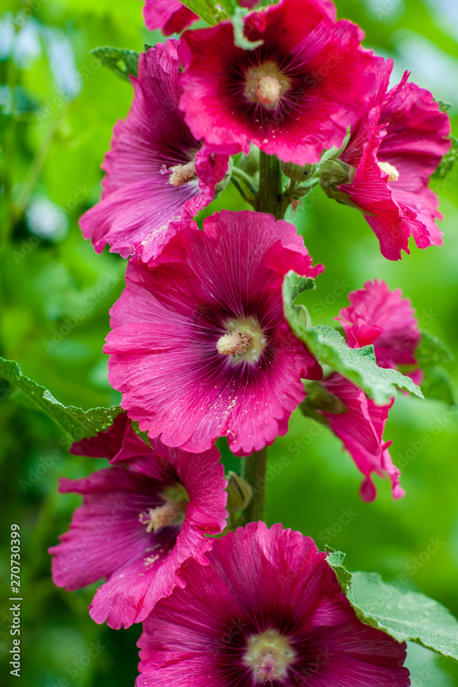 Beautiful large Althea flowering shrub in the sun. These beautiful ...