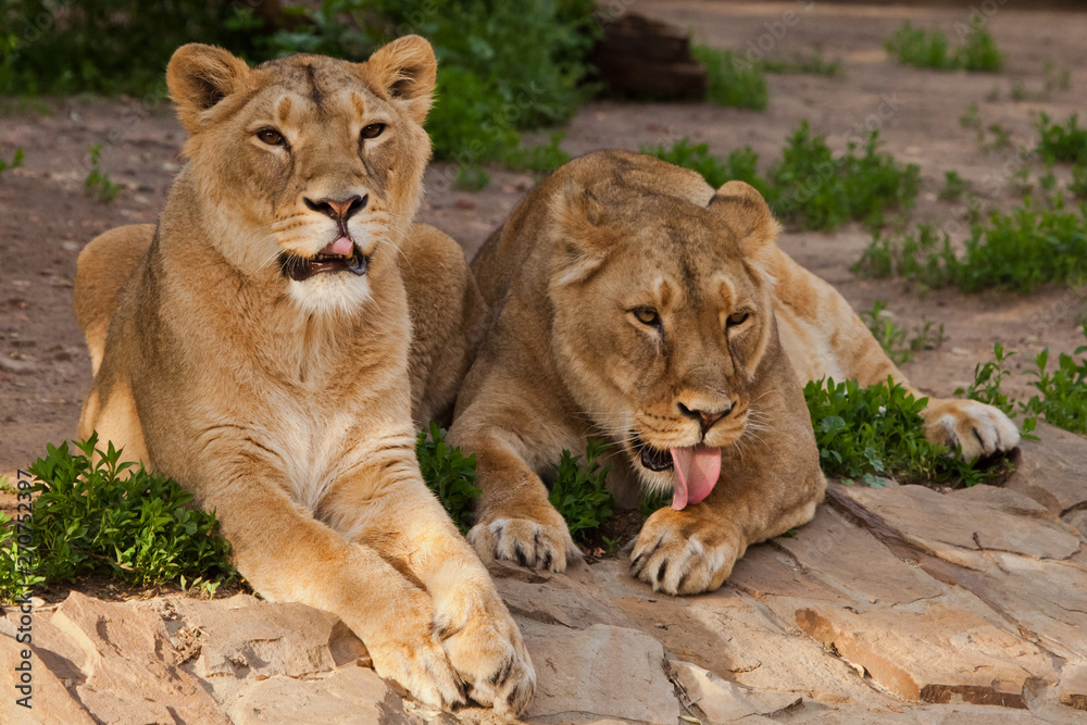 Two slender lionesses on vacation., The cat licks, the cat looks. Two ...