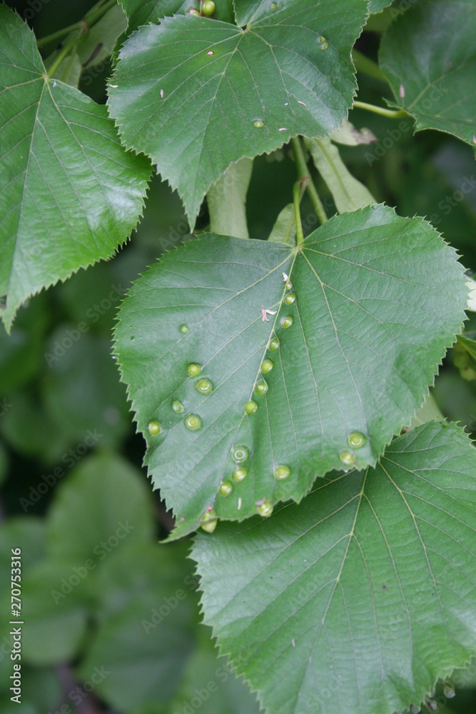 Disease on Linden tree green leaves. Galls caused by the Eriophyes ...