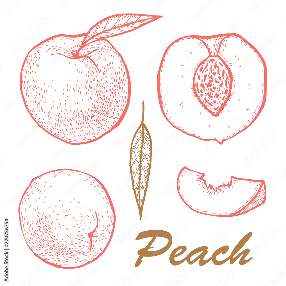 Manual drawing of peach ink. Set whole peach and slices. Botanical food ...